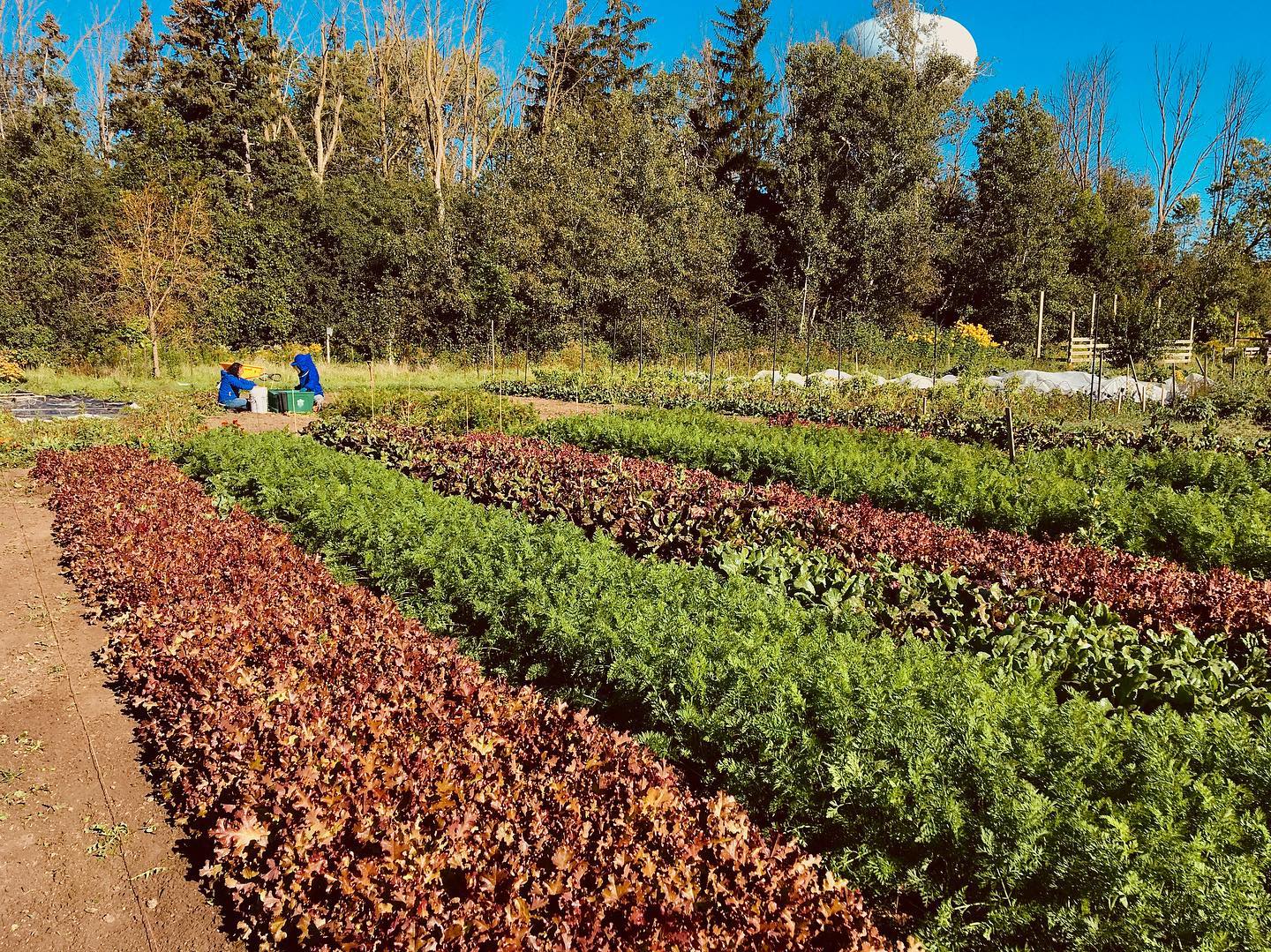 The Local Community Farm – locally farmed & sustainably grown.